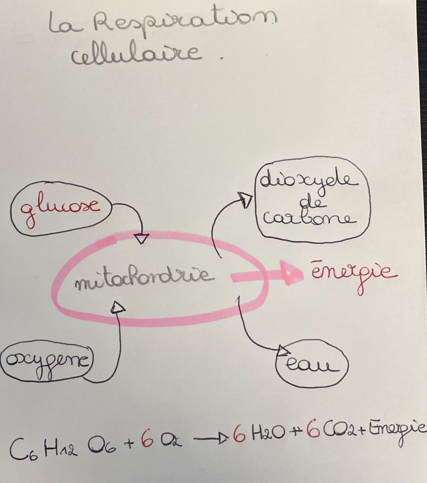 Métabolisme: Comprends cette Fonction Vitale 🔬 - Sherpas