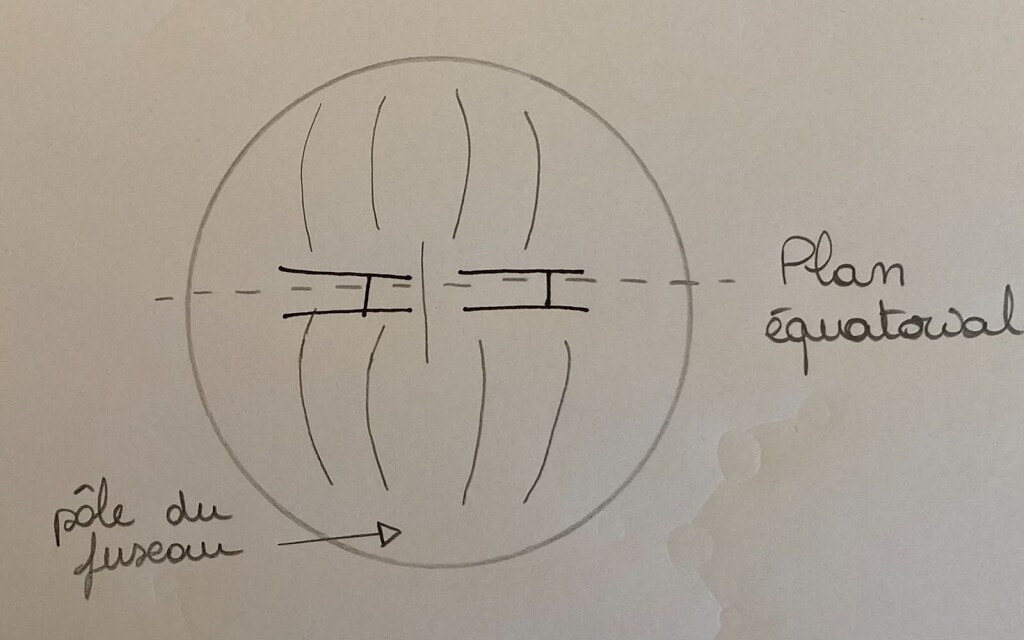 🧬 Le cycle cellulaire : fiche de cours - Sherpas