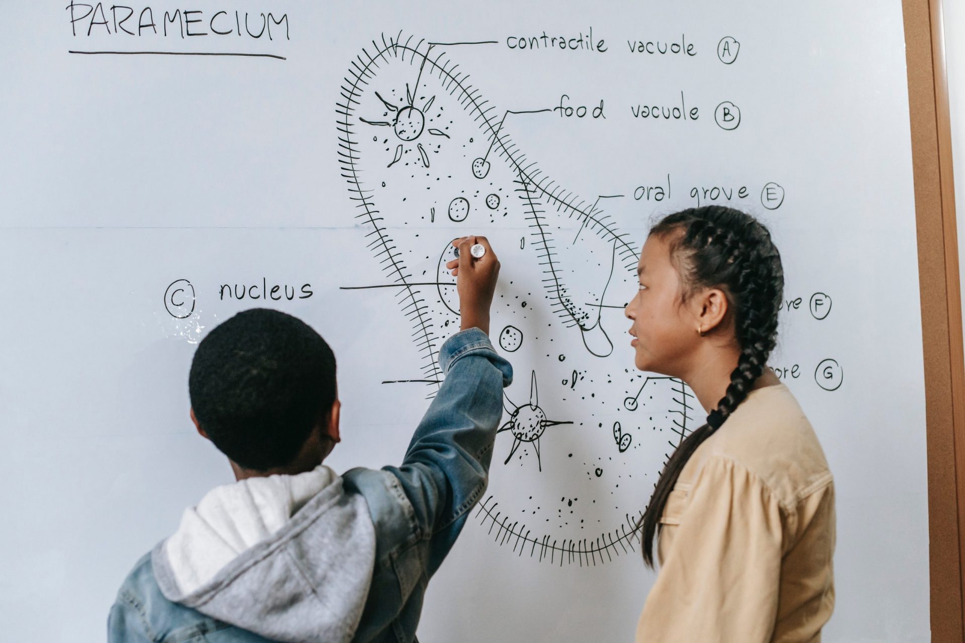 Programme SVT 5ème 🦠 - Sherpas