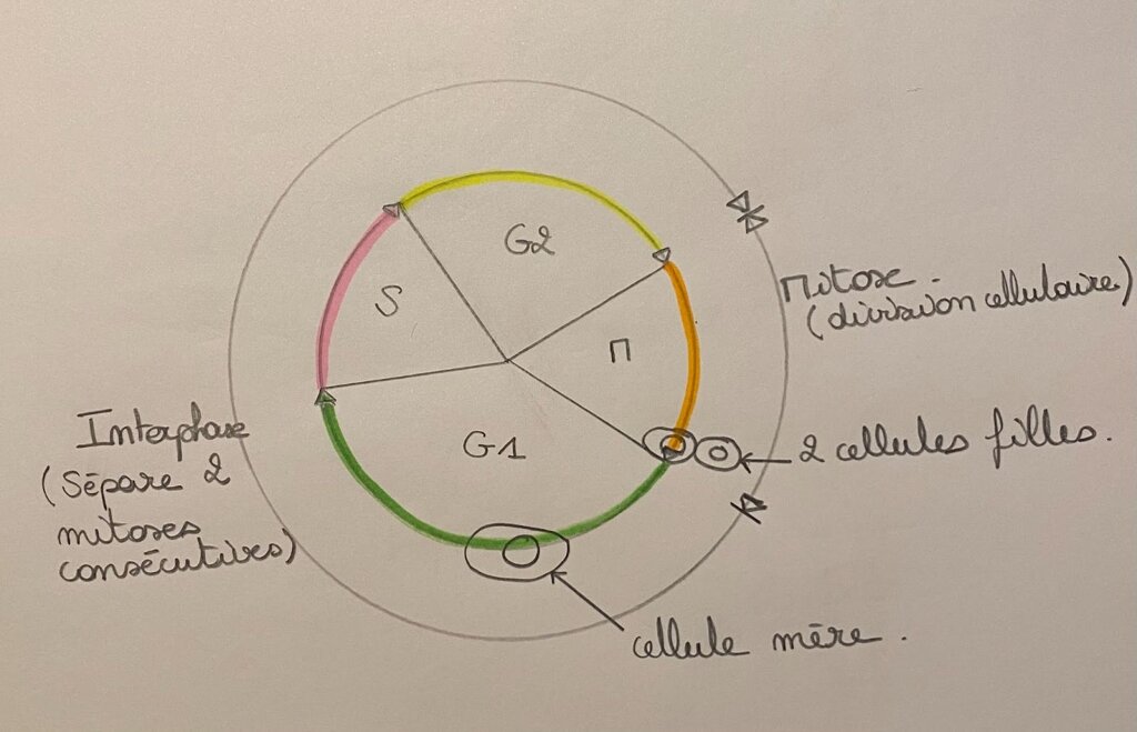 🧬 Le cycle cellulaire : fiche de cours - Sherpas