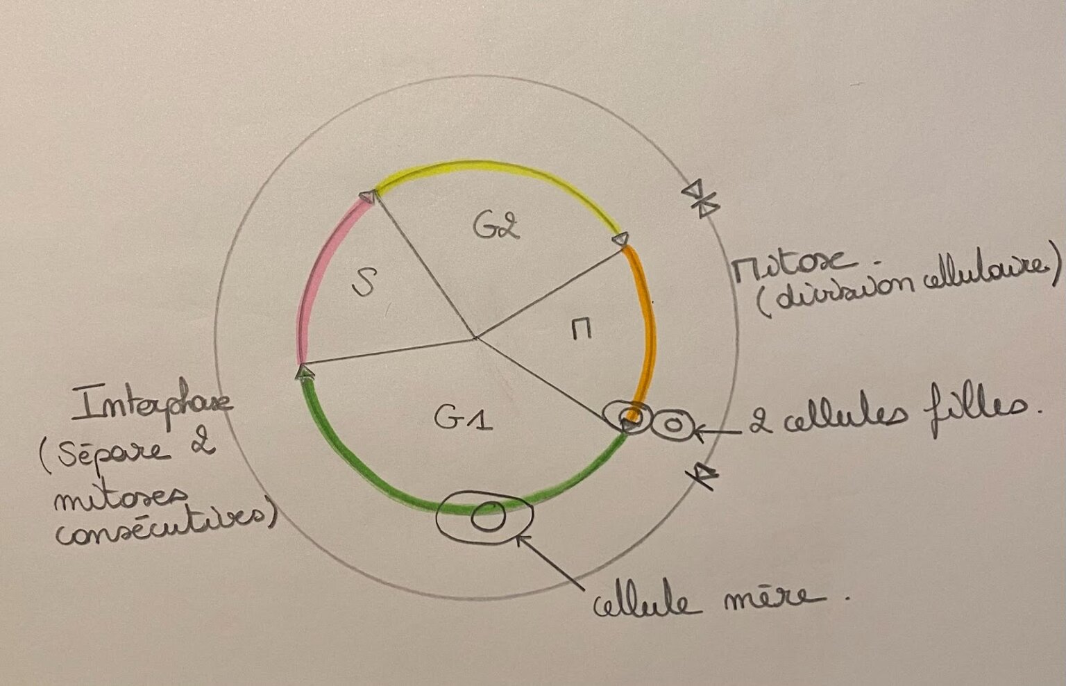🧬 Le cycle cellulaire : fiche de cours - Sherpas