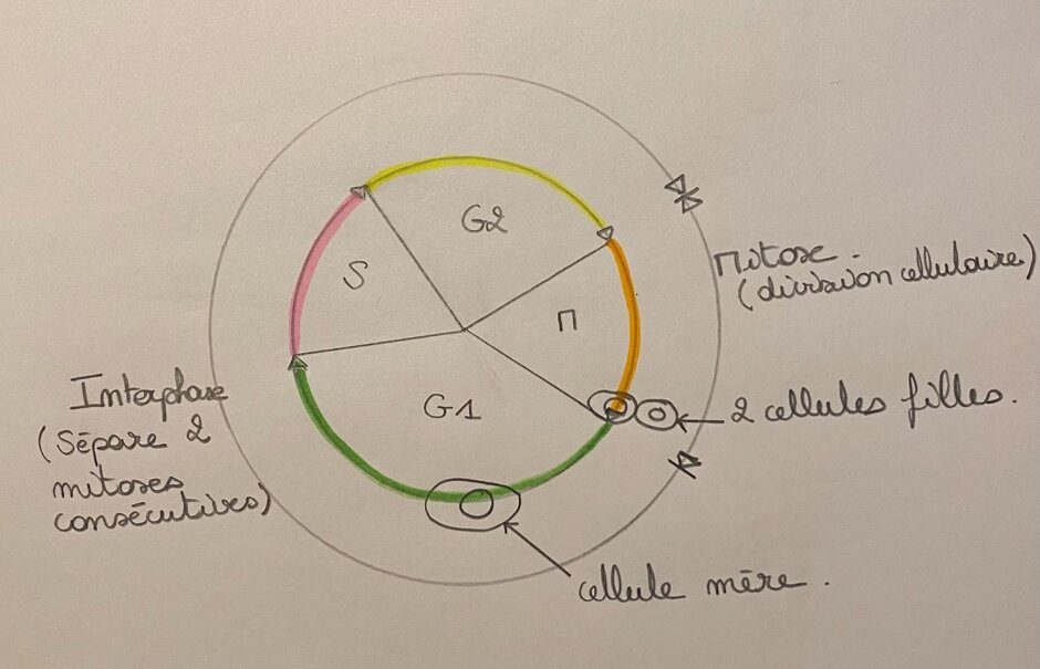 🧬 Le cycle cellulaire : fiche de cours - Sherpas
