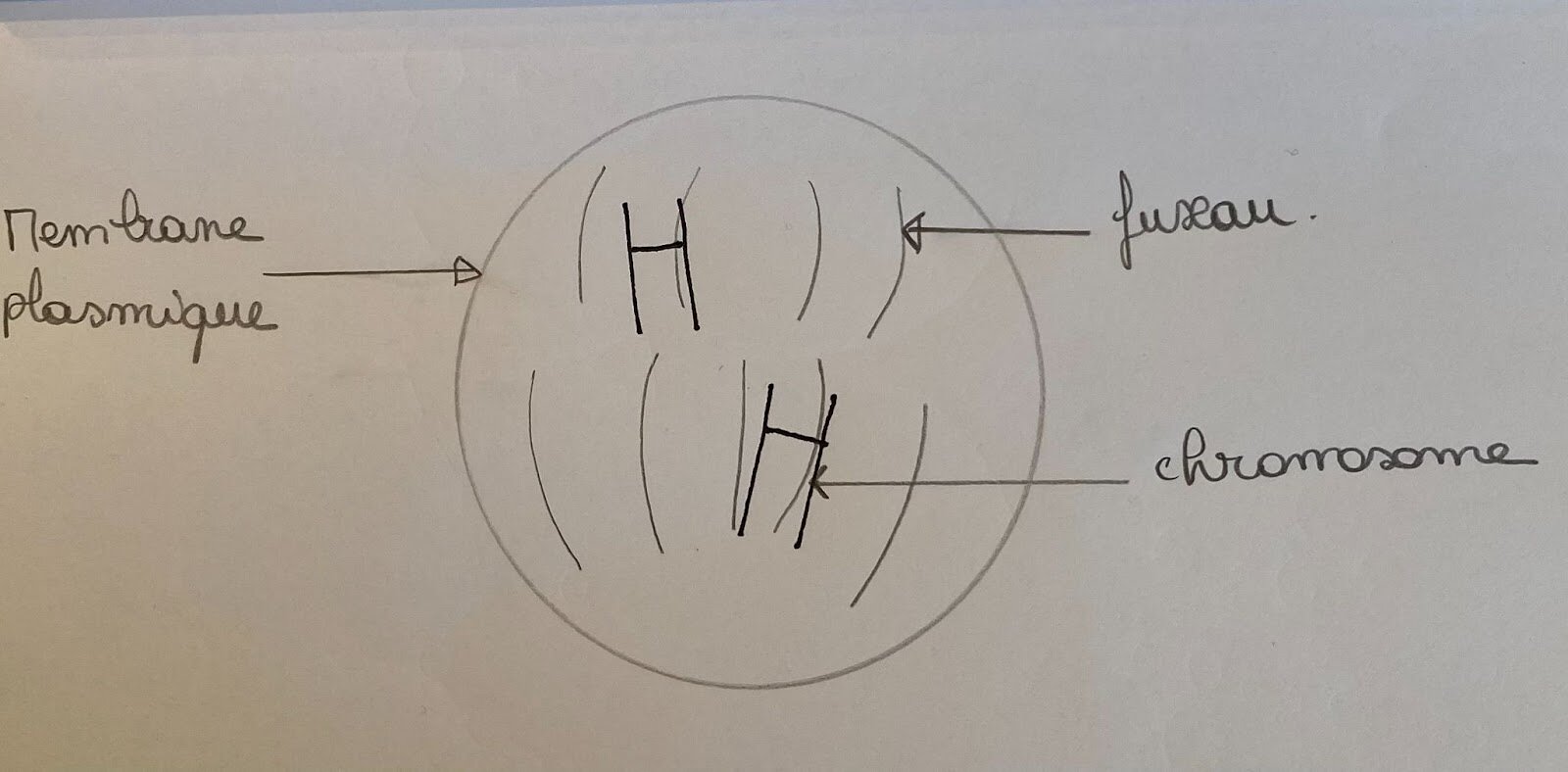 🧬 Le cycle cellulaire : fiche de cours - Sherpas