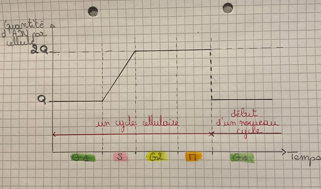 🧬 Le cycle cellulaire : fiche de cours - Sherpas