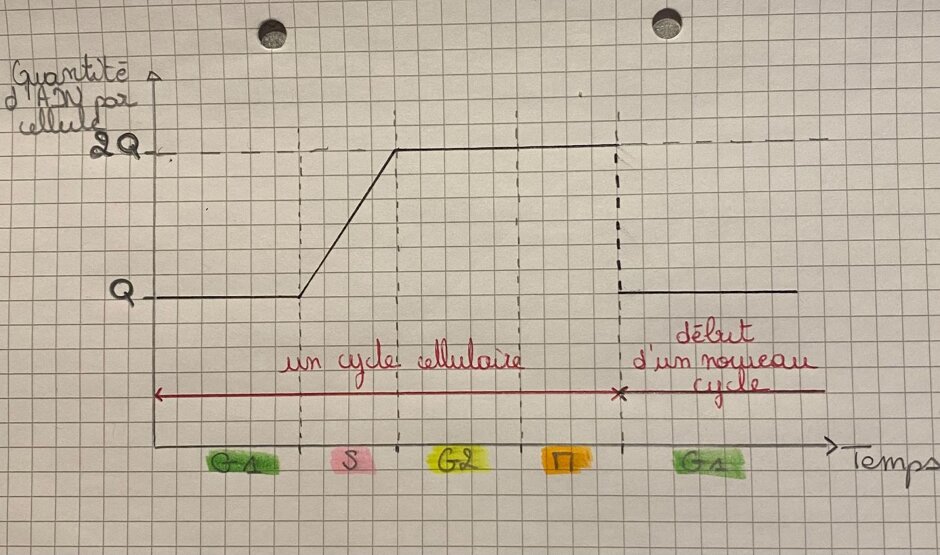 🧬 Le cycle cellulaire : fiche de cours - Sherpas